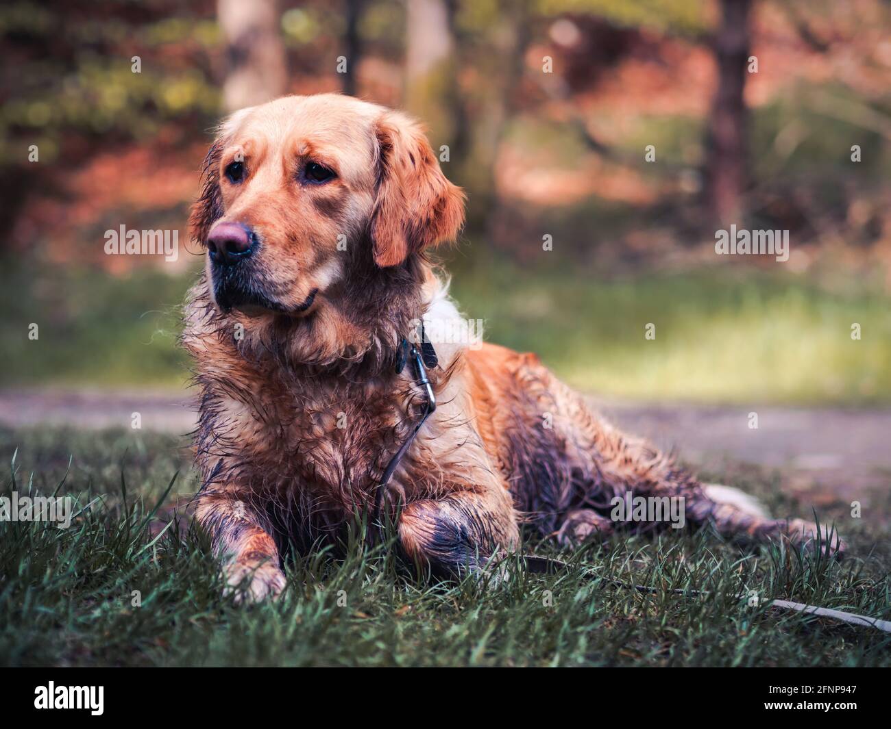 Happy muddy dog hi-res stock photography and images - Alamy