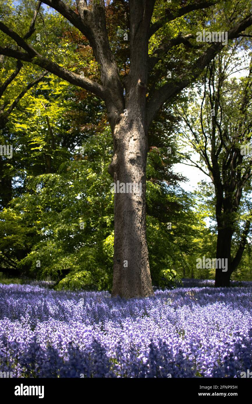 Bluebells in bloom are seen at the Brooklyn Botanic Garden in Brooklyn ...