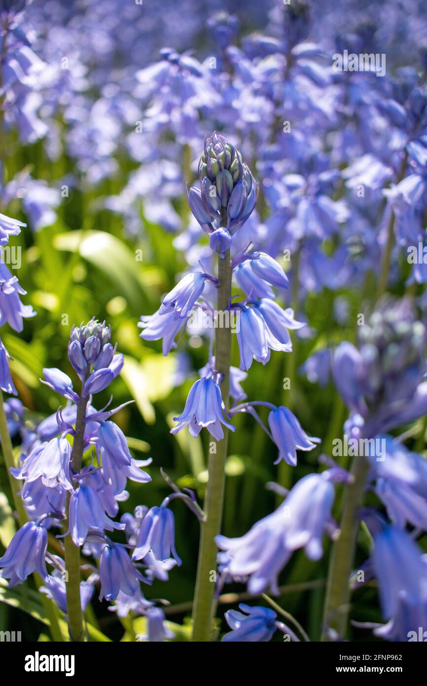 Bluebells in bloom are seen at the Brooklyn Botanic Garden in Brooklyn ...
