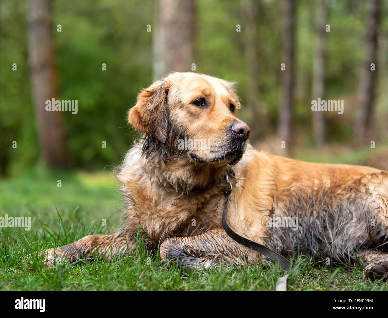 Happy muddy dog hi-res stock photography and images - Alamy