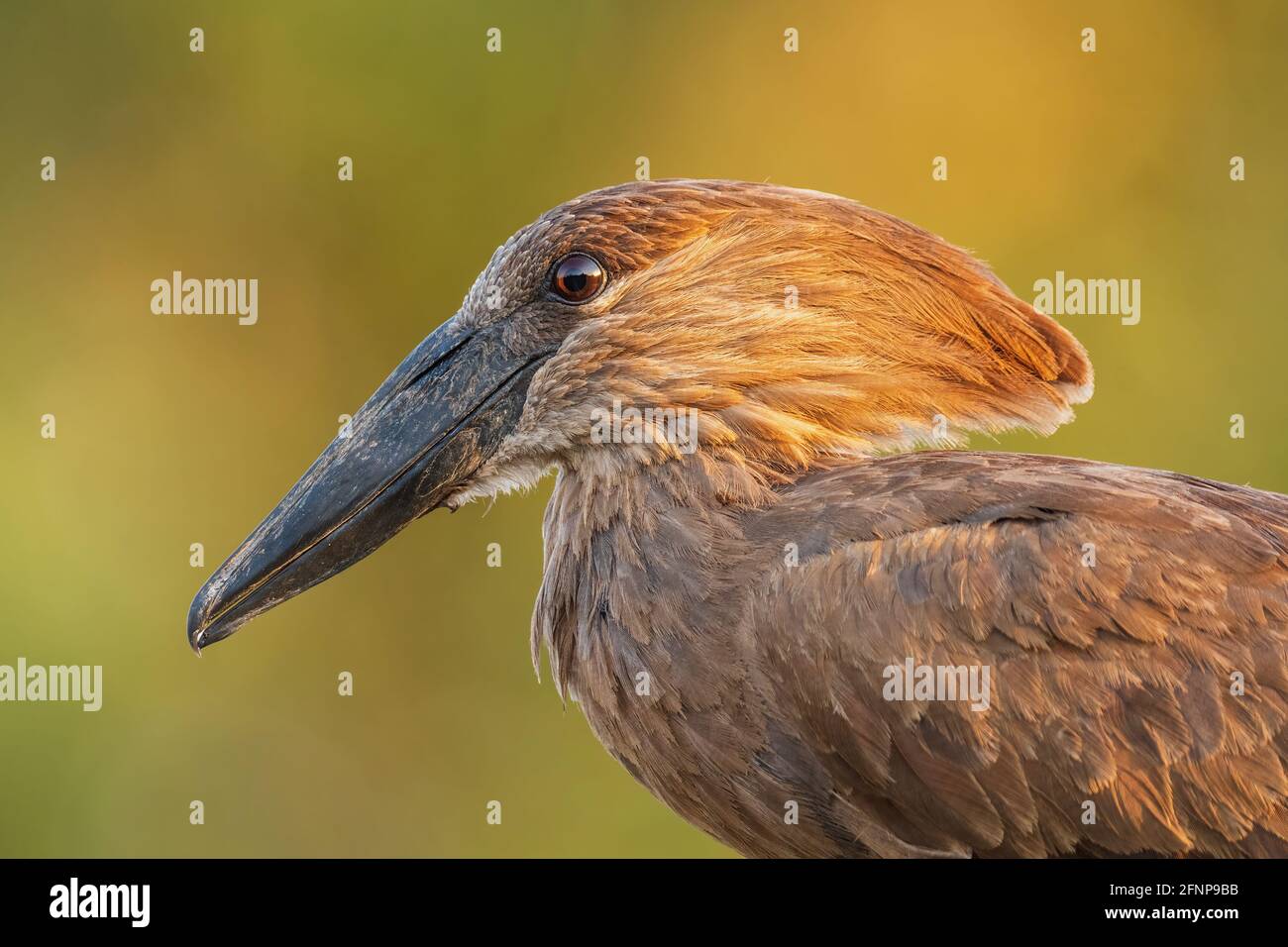 Red-billed Oxpecker - Buphagus erythrorynchus, colored perching bird ...