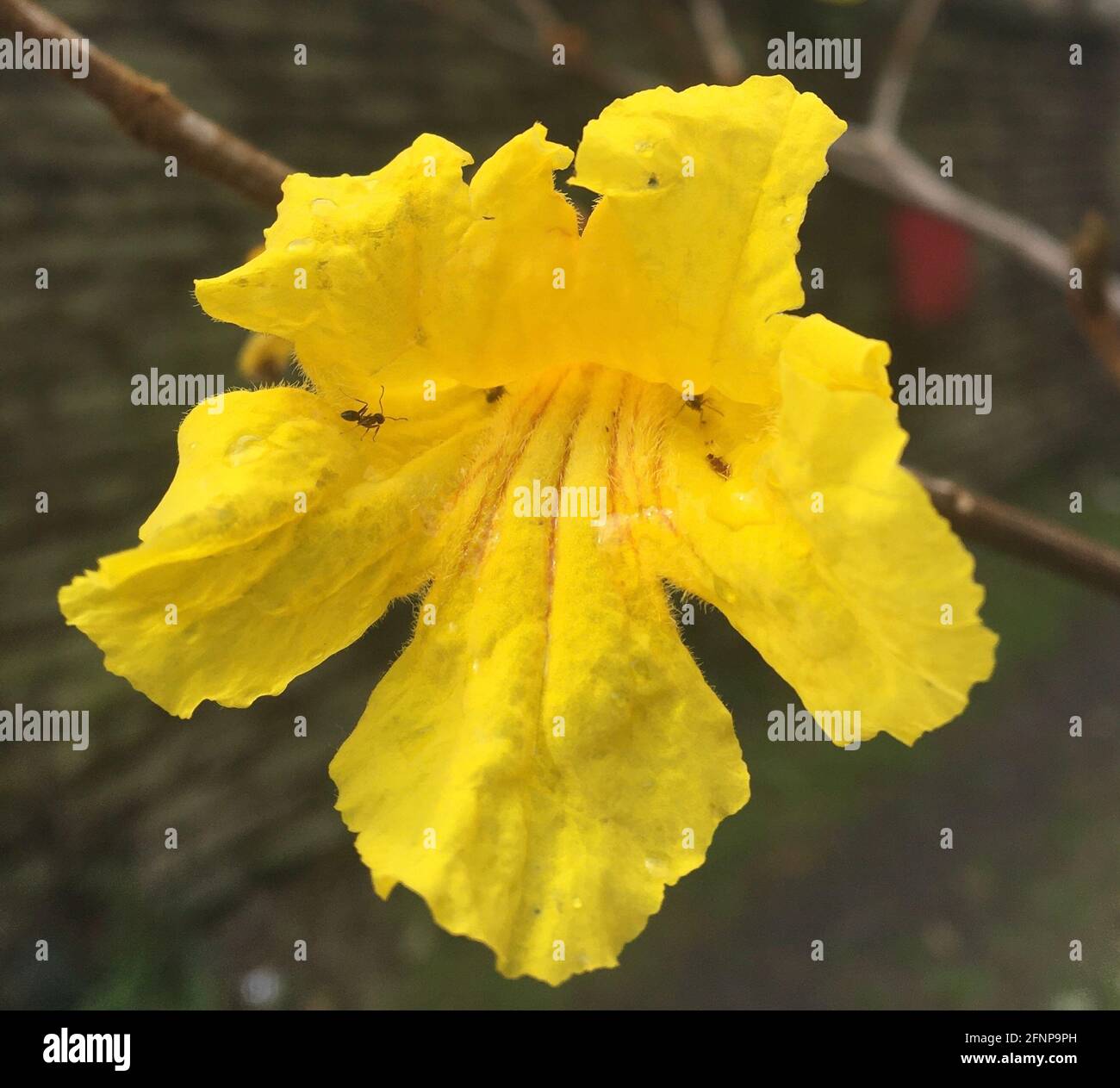 yellow lapacho flower. Handroanthus chrysotrichus Stock Photo - Alamy