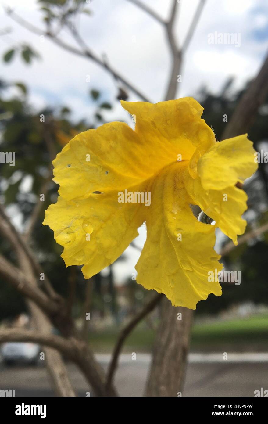Lapacho flower hi-res stock photography and images - Alamy