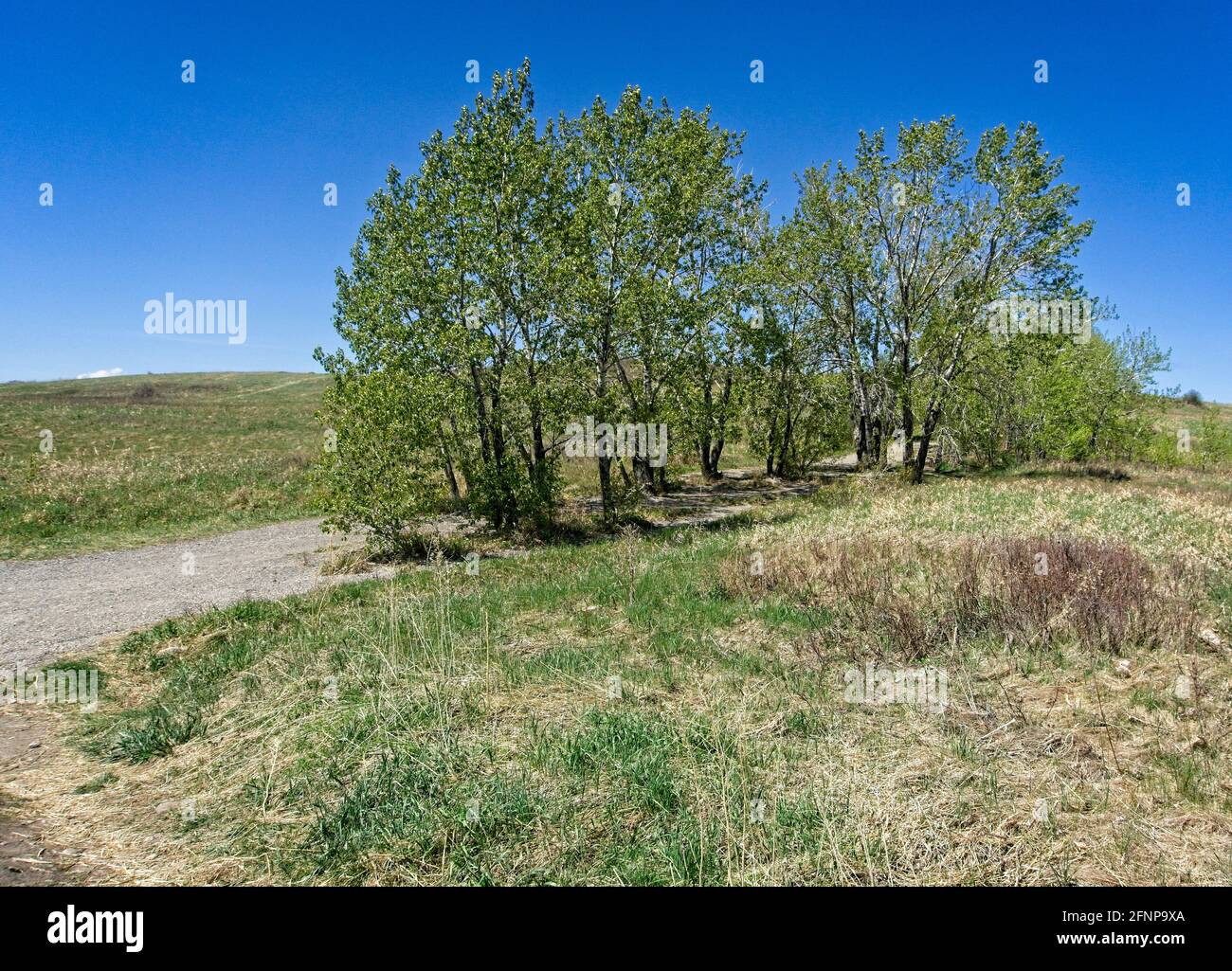 Nose hill park hi-res stock photography and images - Alamy