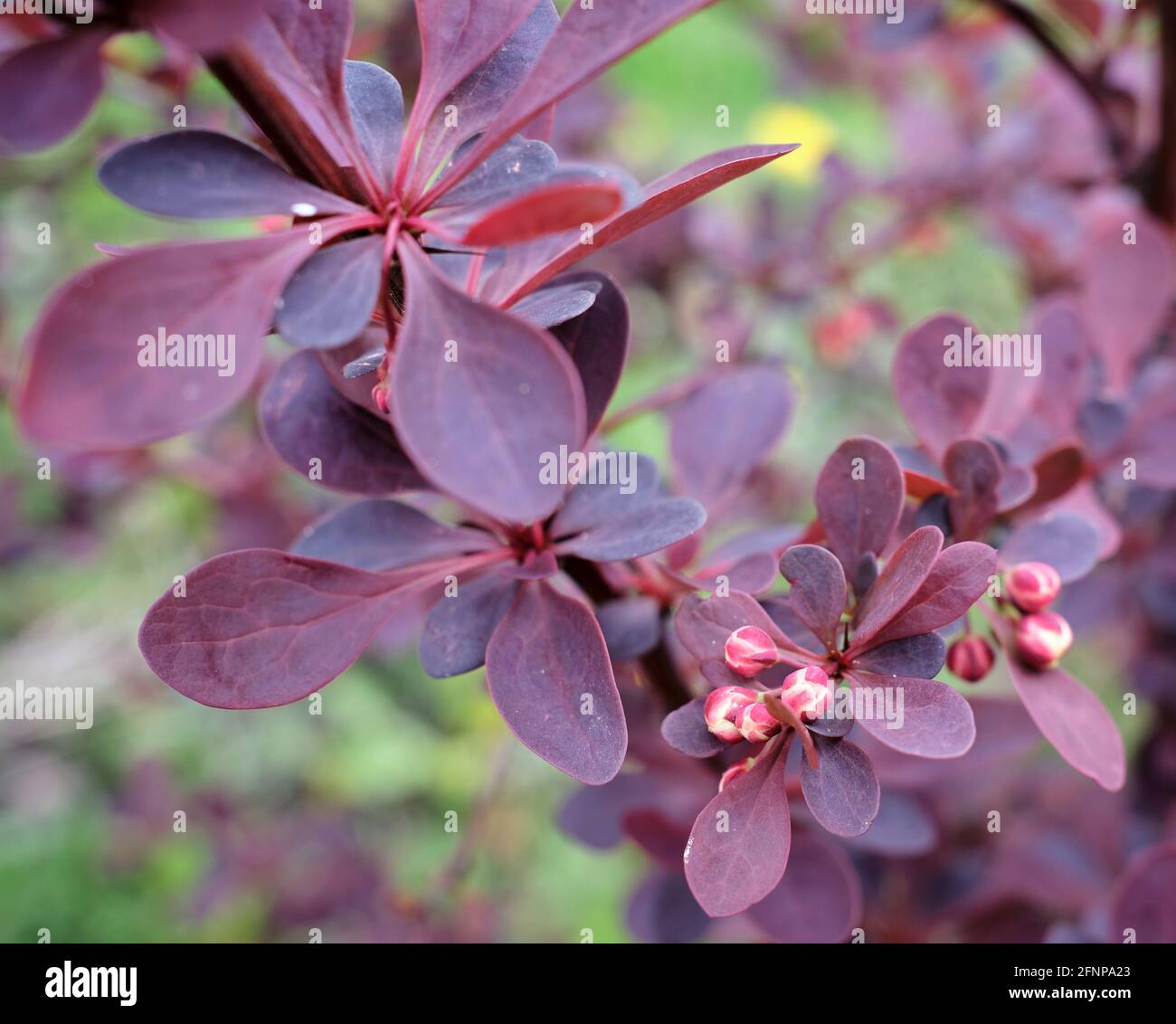 Berberis thunbergii, the Japanese barberry, Thunberg's barberry, or red ...
