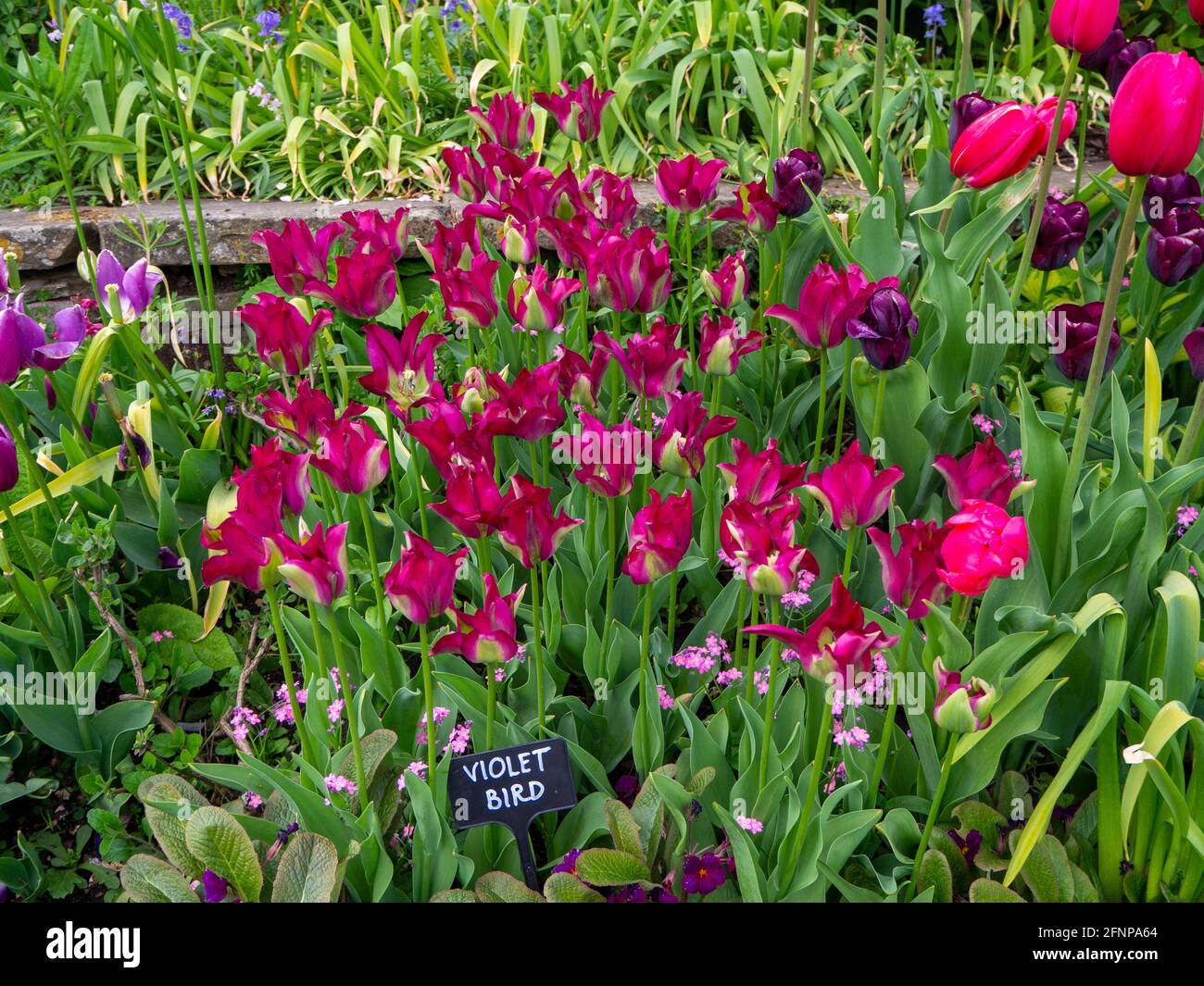 Tulipa 'Violet Bird' at Chenies Manor sunken garden with Tulipa 'Lady ...
