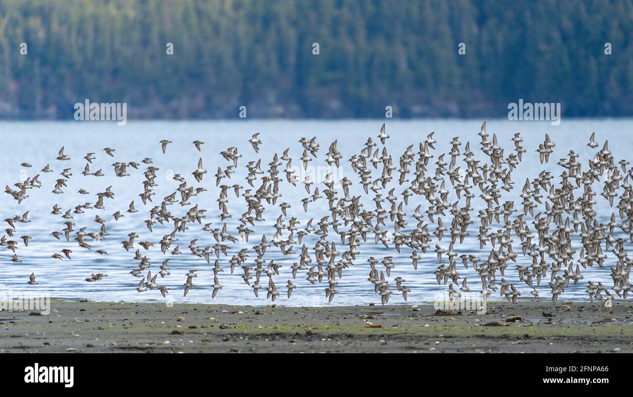 Flock of Western Sandpipers flying over Hartney Bay in Cordova during ...
