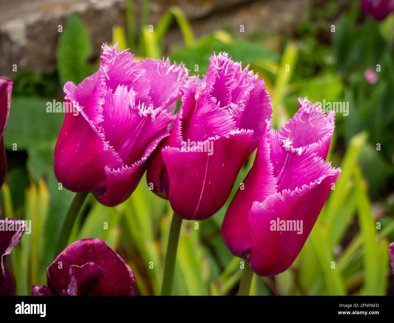 Trio of Tulipa 'Louvre'; a pinkish purple fringed tulip at Chenies ...