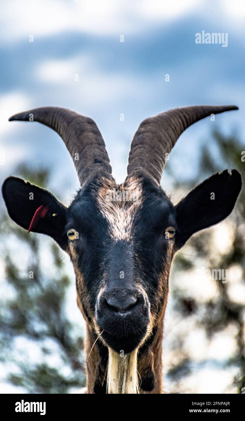 Goat and animal portrait hi-res stock photography and images - Alamy