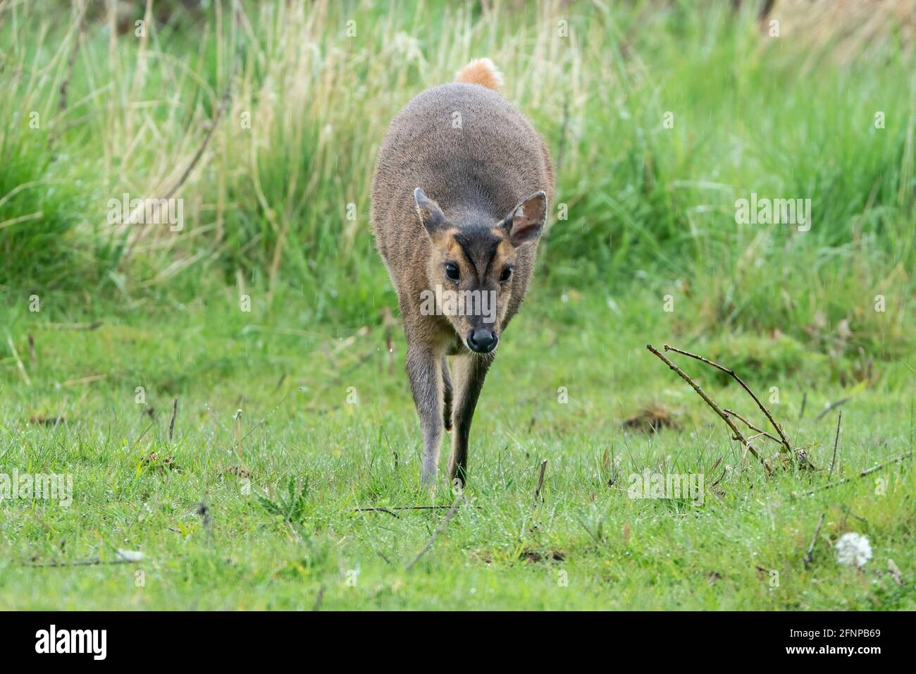 Reeve's muntjac deer, Muntiacus reevesi, single adult female, doe ...