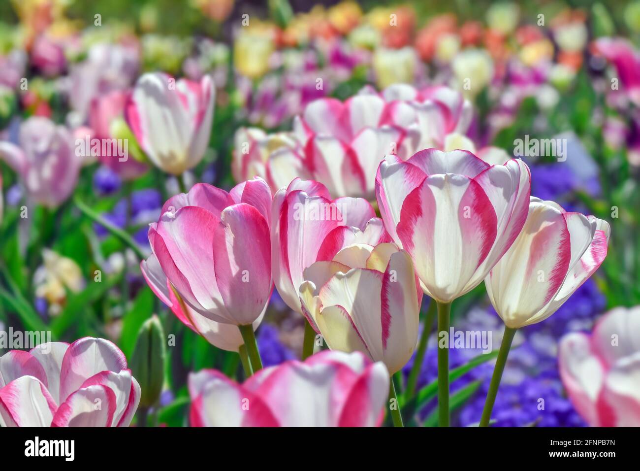 Backlit pink tulip petals hi-res stock photography and images - Alamy