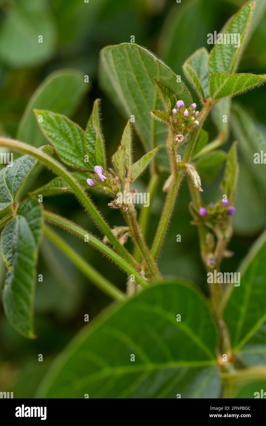 Soy flowers in sunny field. Green growing soybeans Stock Photo - Alamy