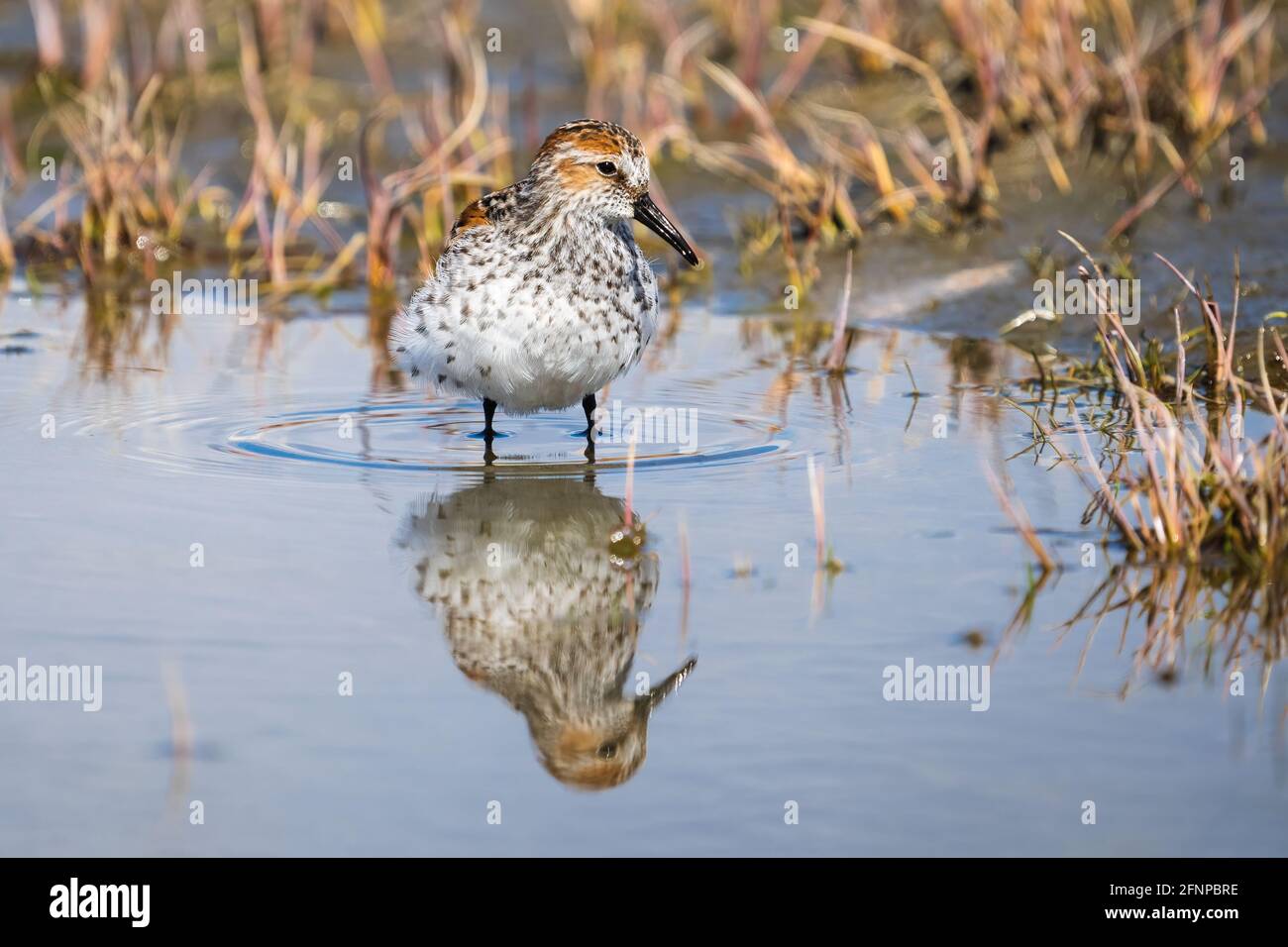 Western Sandpiper foraging at Hartney Bay in Cordova during the spring ...