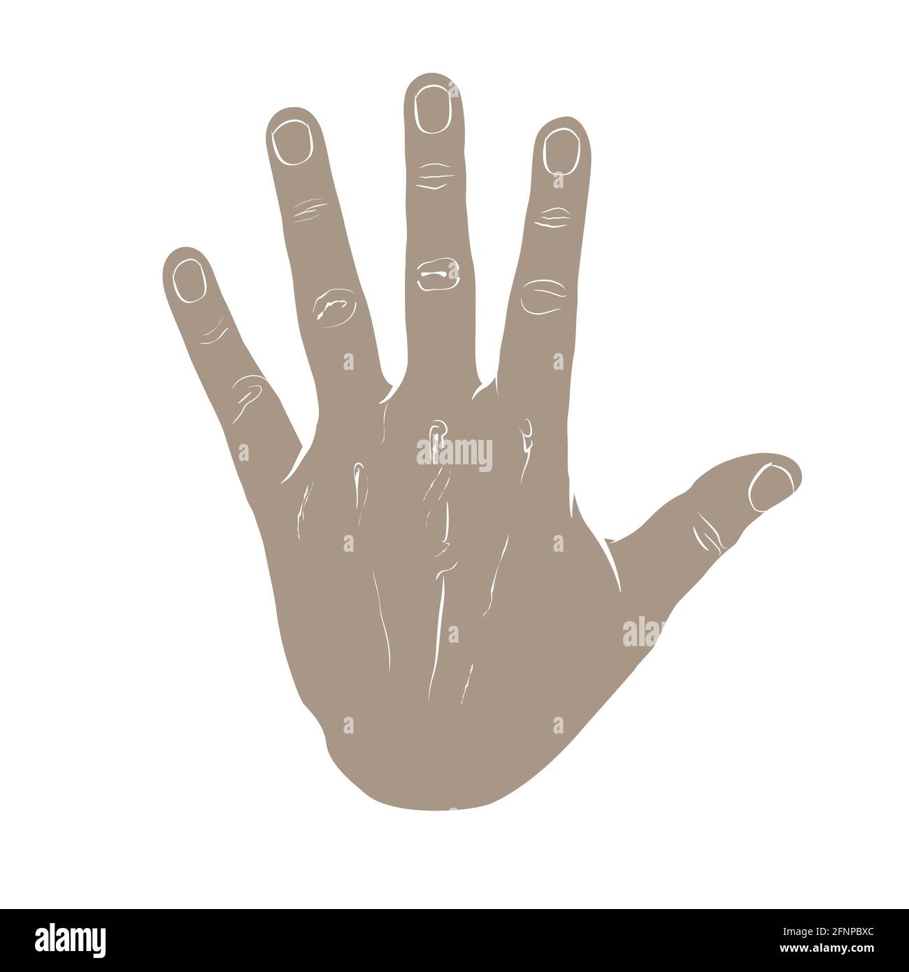 The back of the hand, silhouette with inner details. Flat vector ...