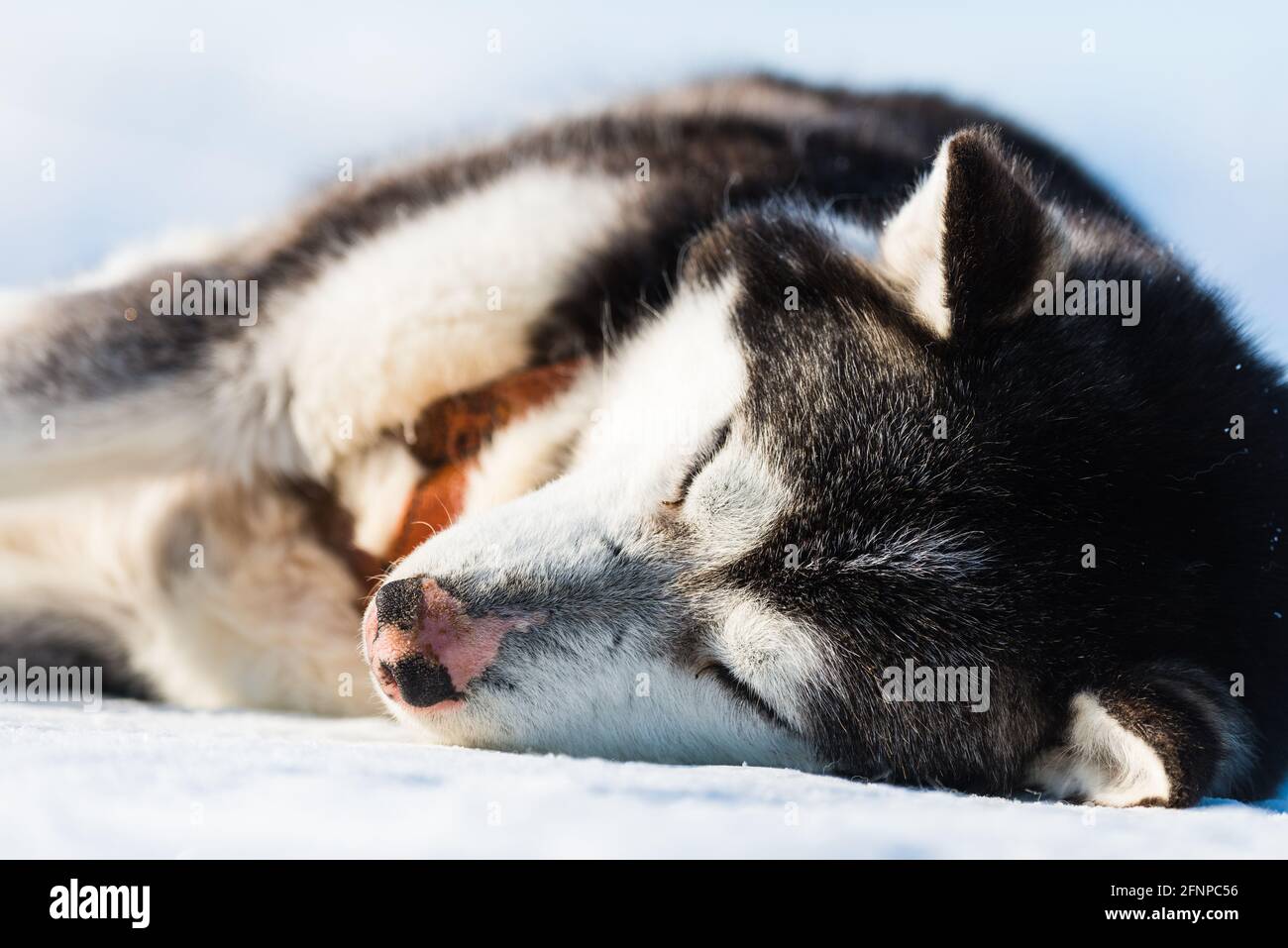 Tired husky dog resting on frozen sea Stock Photo - Alamy