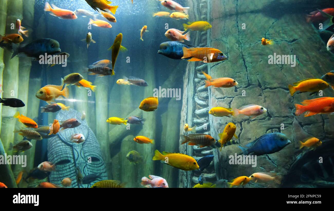 Tropical colorful fish on a coral reef Stock Photo - Alamy