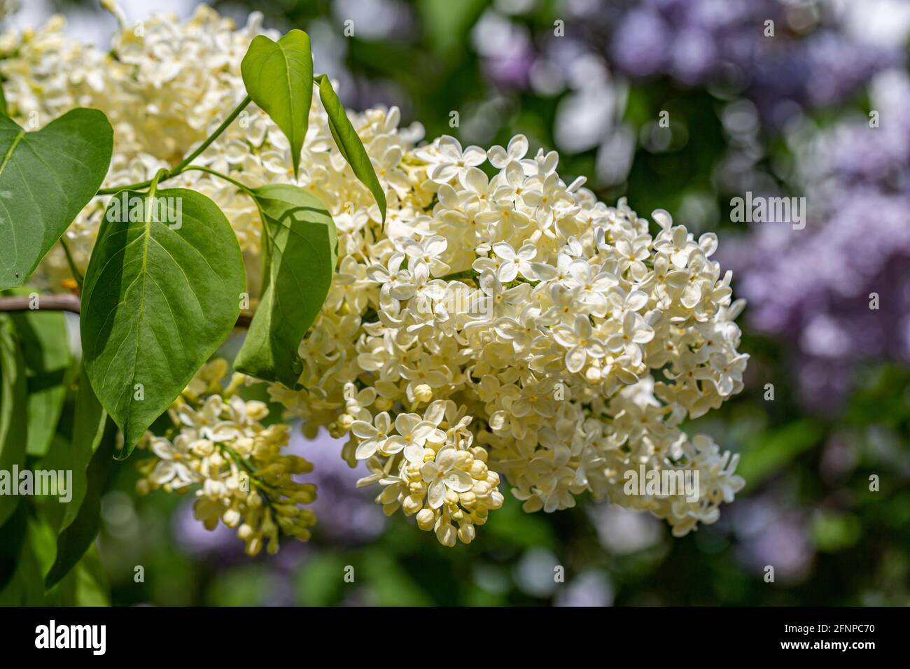 Syringa vulgaris ‘primrose’ hi-res stock photography and images - Alamy