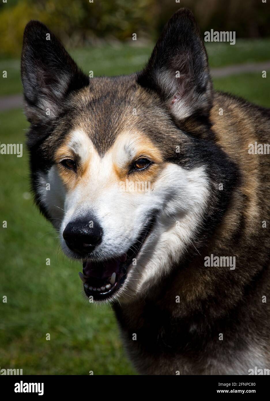 Wolf descendent hi-res stock photography and images - Alamy