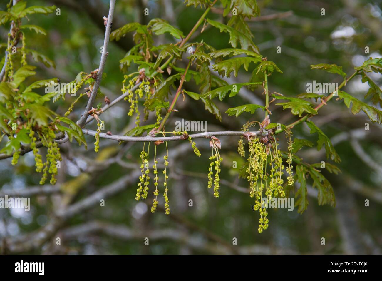Oak tree flower hi-res stock photography and images - Alamy