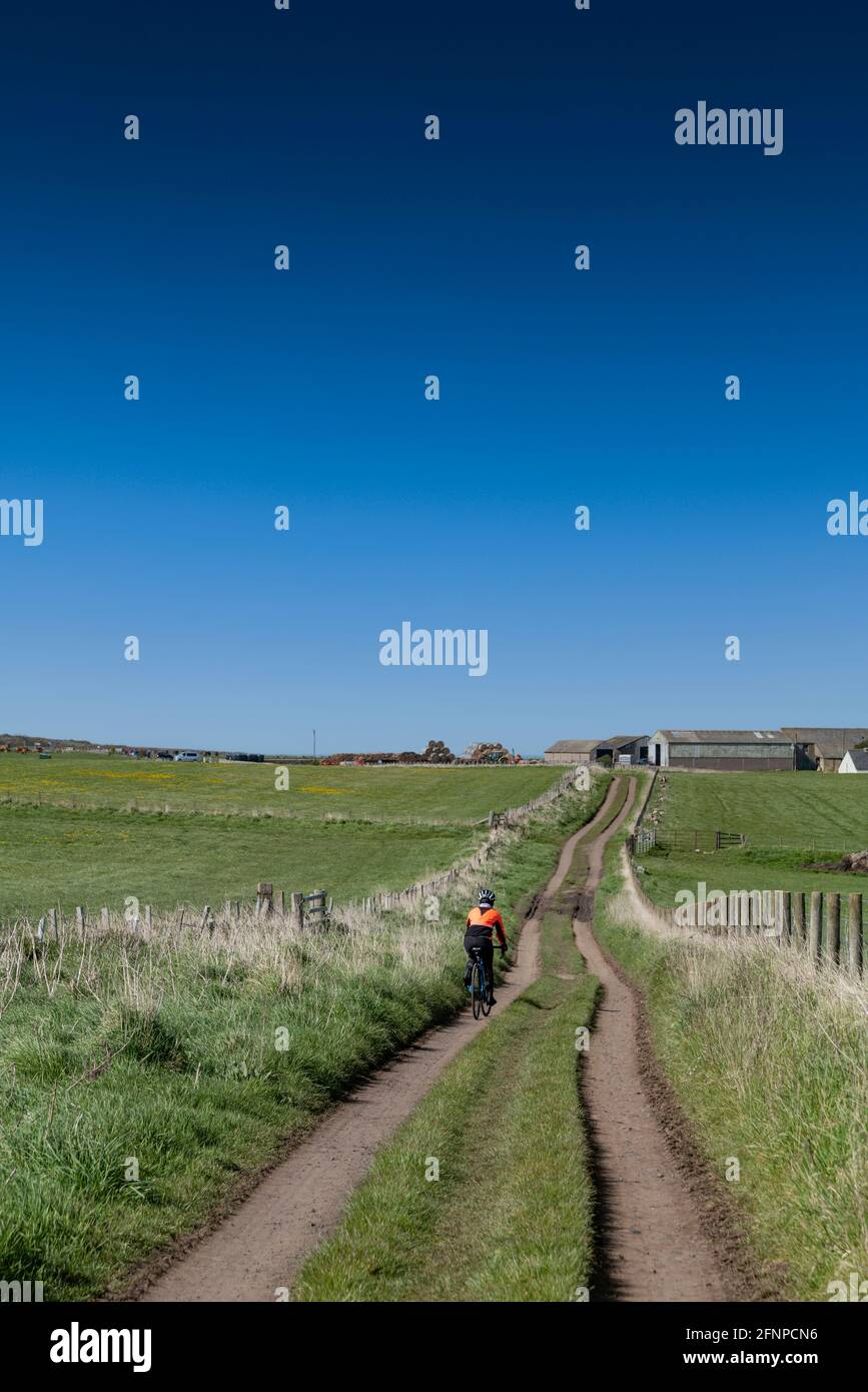 Cycling on Sustrans national cycle network route 1, close to Craster ...