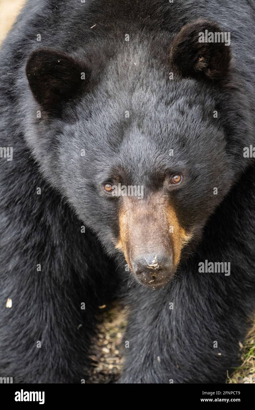 Alaska black and hi-res stock photography and images - Alamy