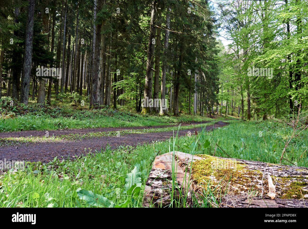 Hike path through a forest in spring, young green foliage Stock Photo ...