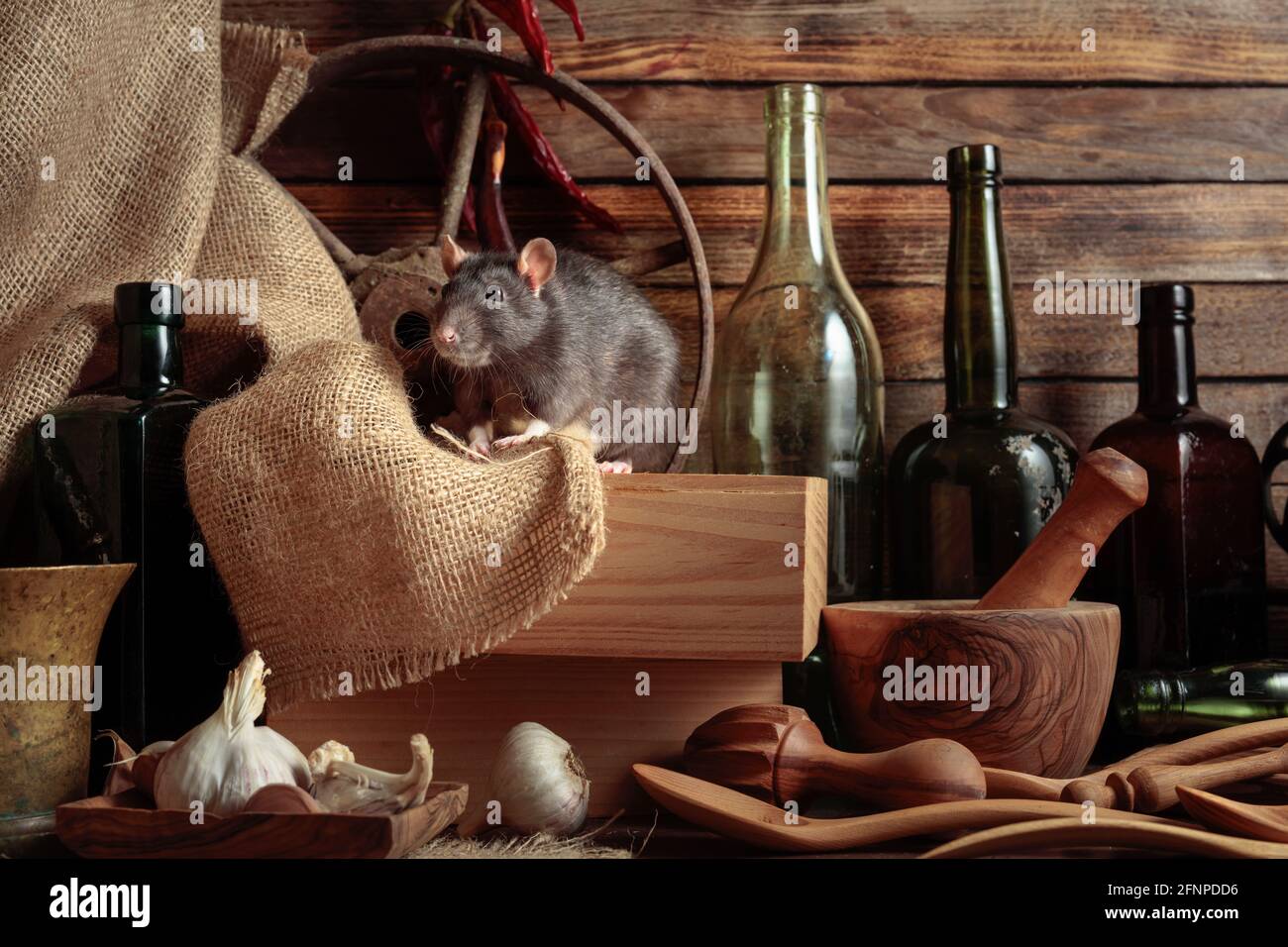 Rat on a table with old kitchen utensils in a wooden shed Stock Photo ...