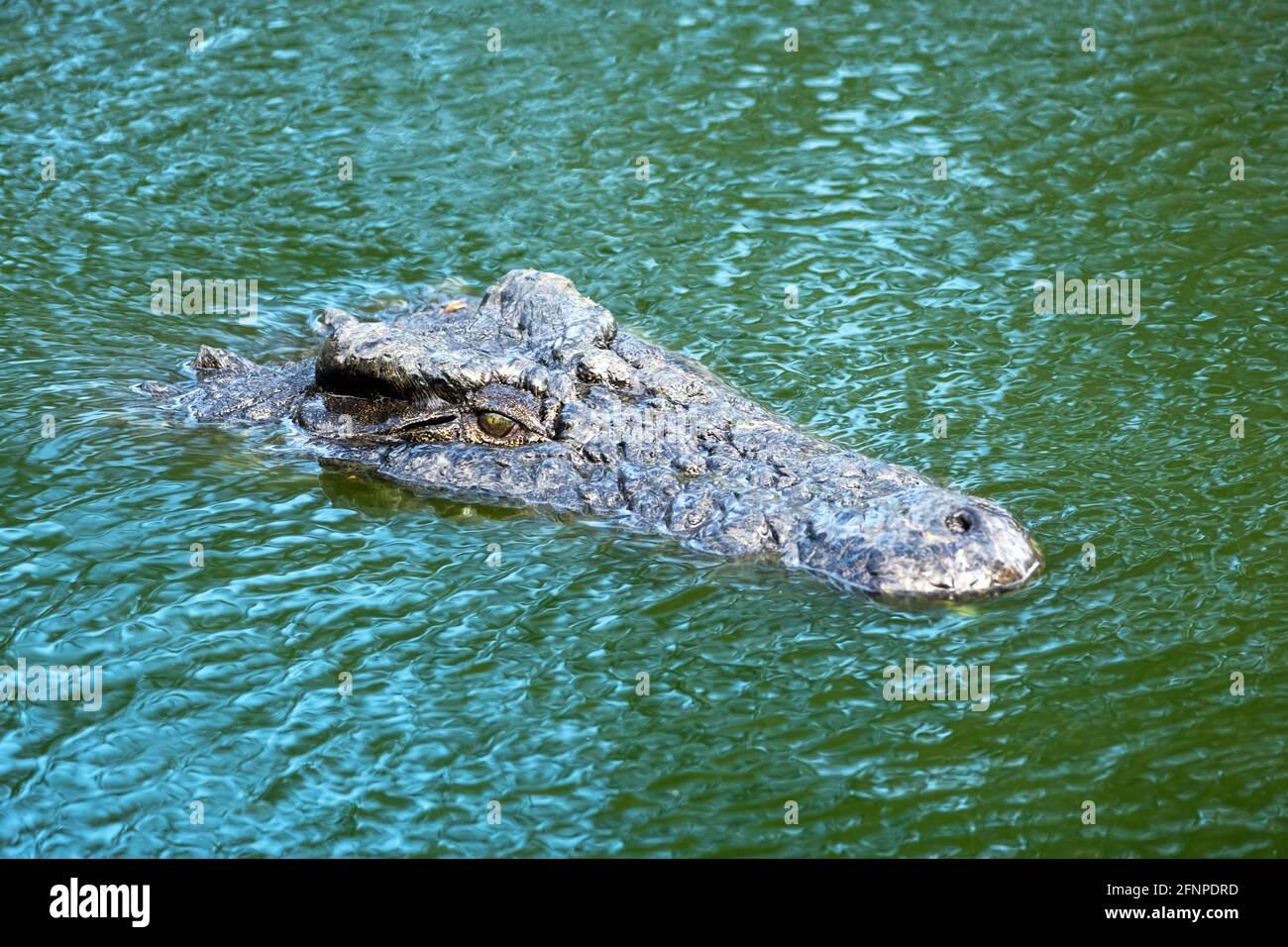 Huge Alligator In Water