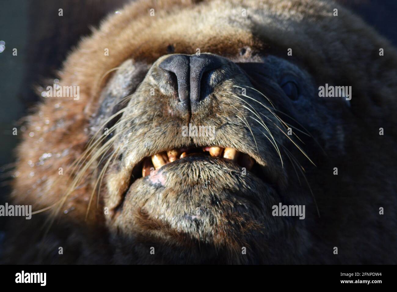 Macro shot of a muzzle of a black wolf with scary teeth seen through an ...