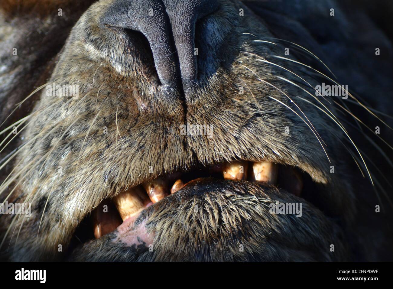 Macro shot of a muzzle of a black wolf with scary teeth seen through an ...