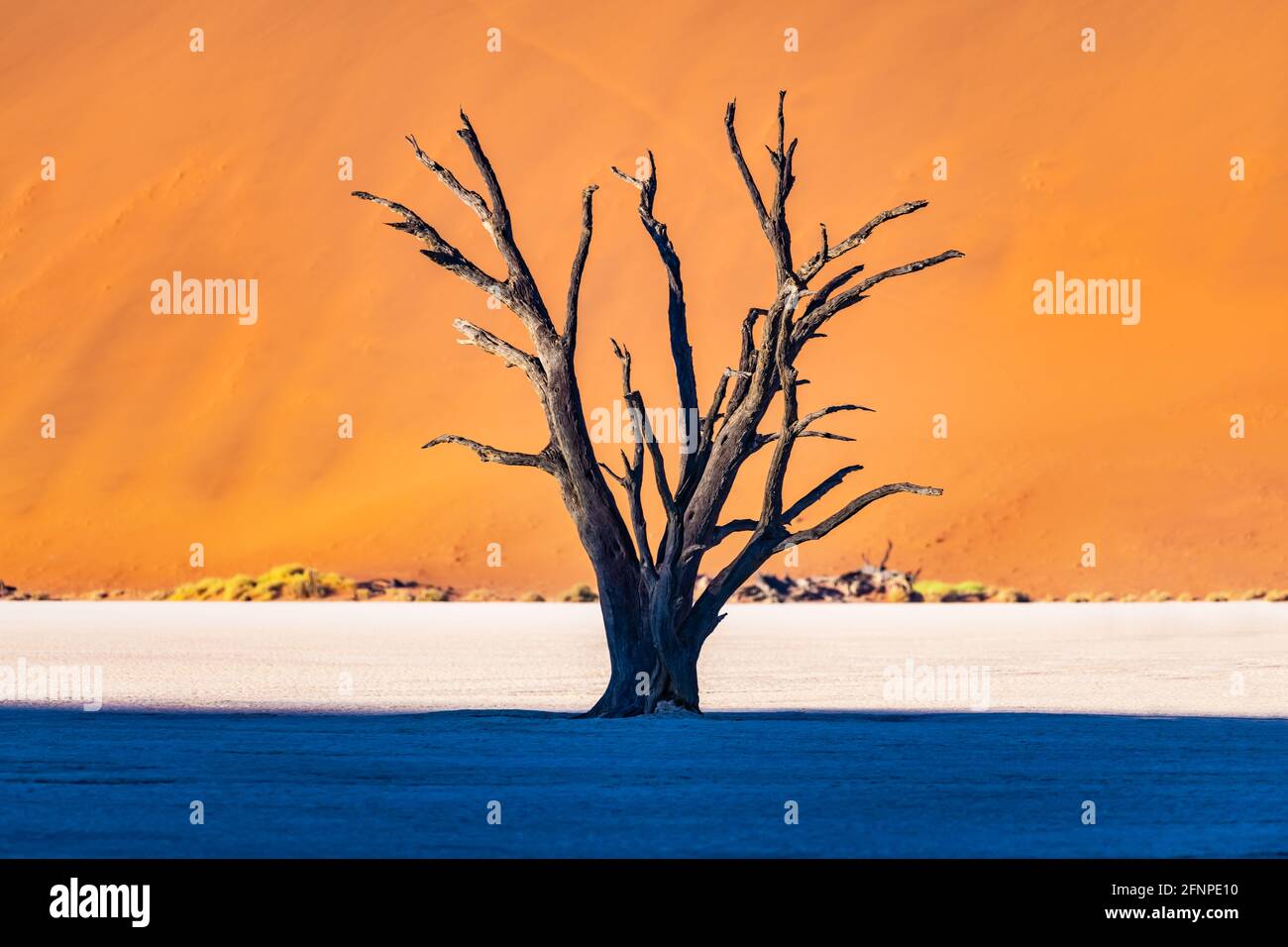 Dead camelthorn hi-res stock photography and images - Alamy