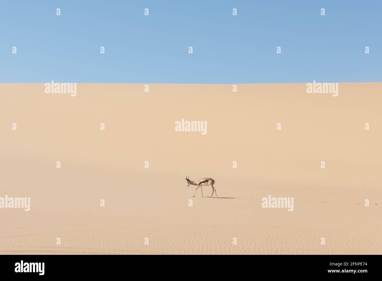 A male of black-faced impala in desert Stock Photo - Alamy