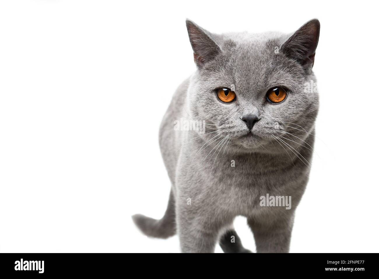 beautiful blue british shorthair cat with orange eyes looking shy on ...