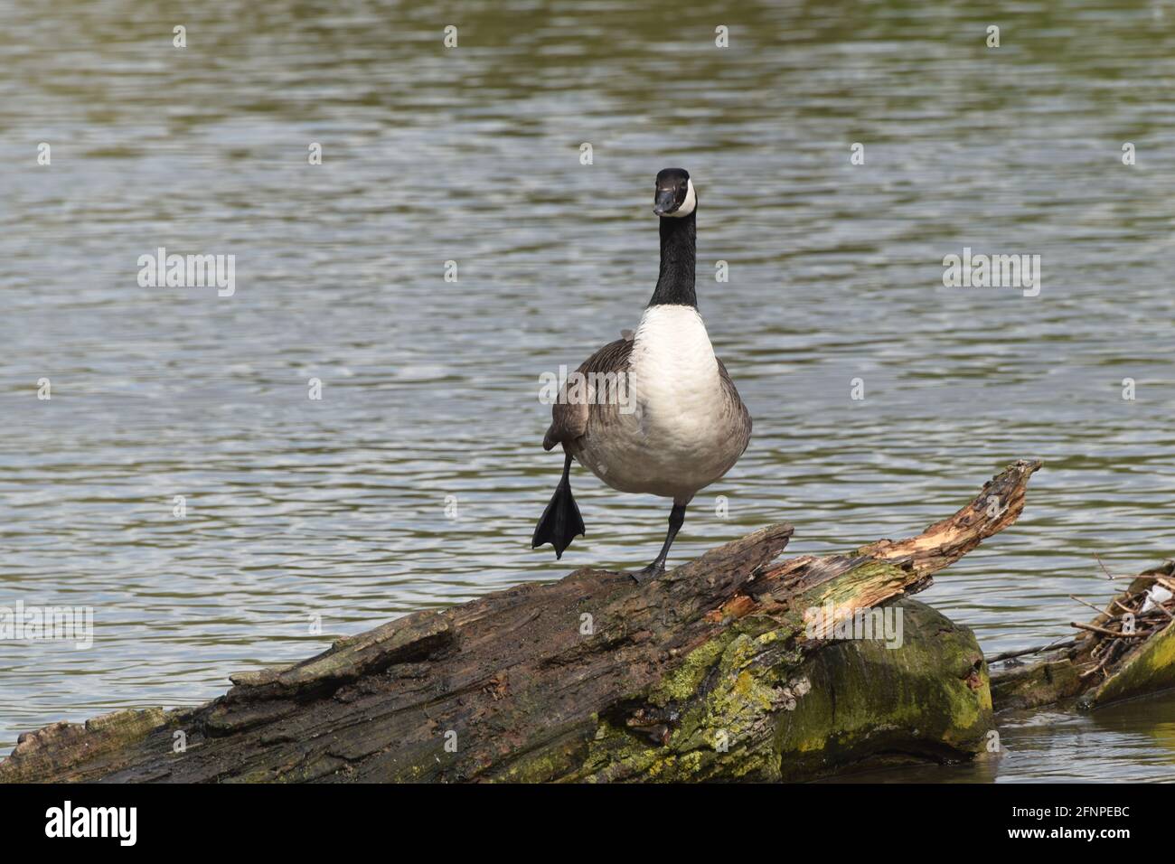 Happy goose hi-res stock photography and images - Alamy