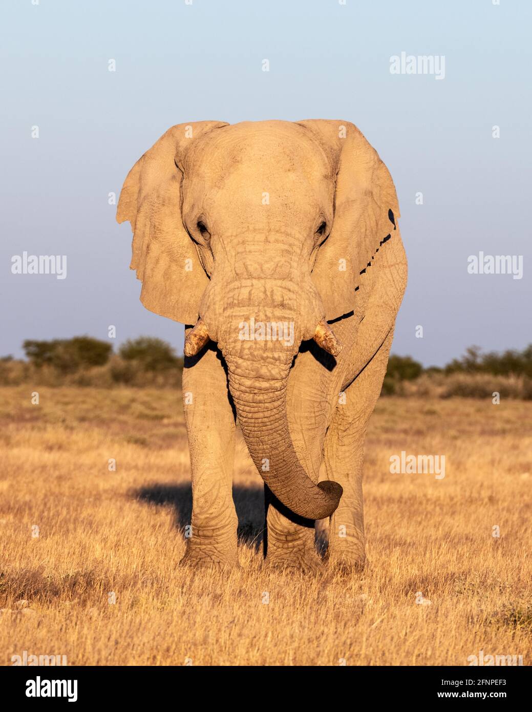 Big african hi-res stock photography and images - Alamy