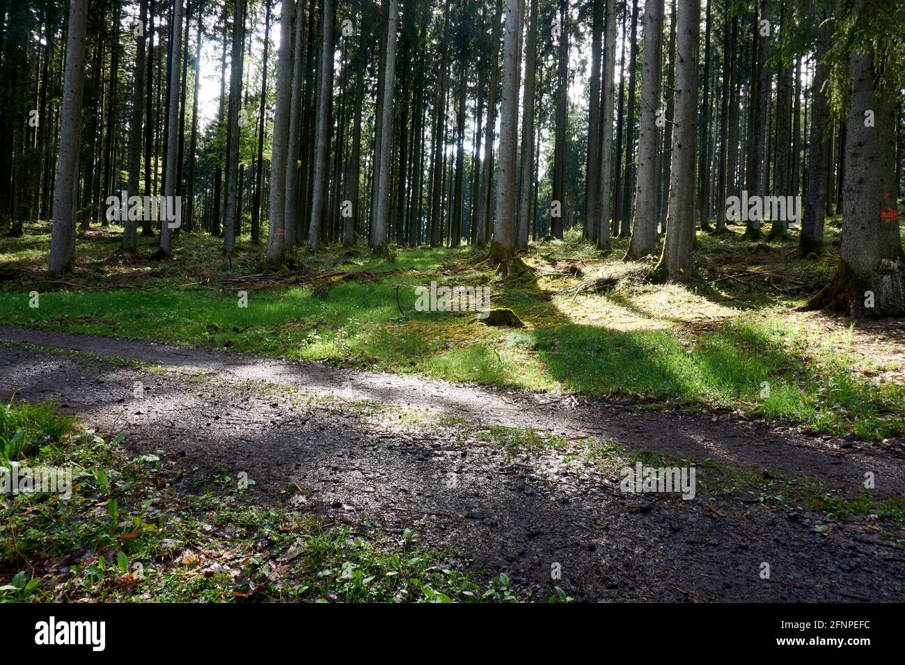 Hike path through a forest in spring, young green foliage Stock Photo ...