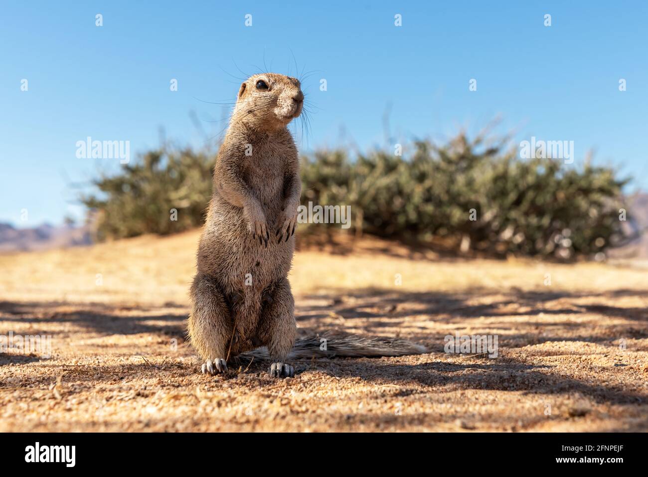 African ground squirrel hi-res stock photography and images - Alamy