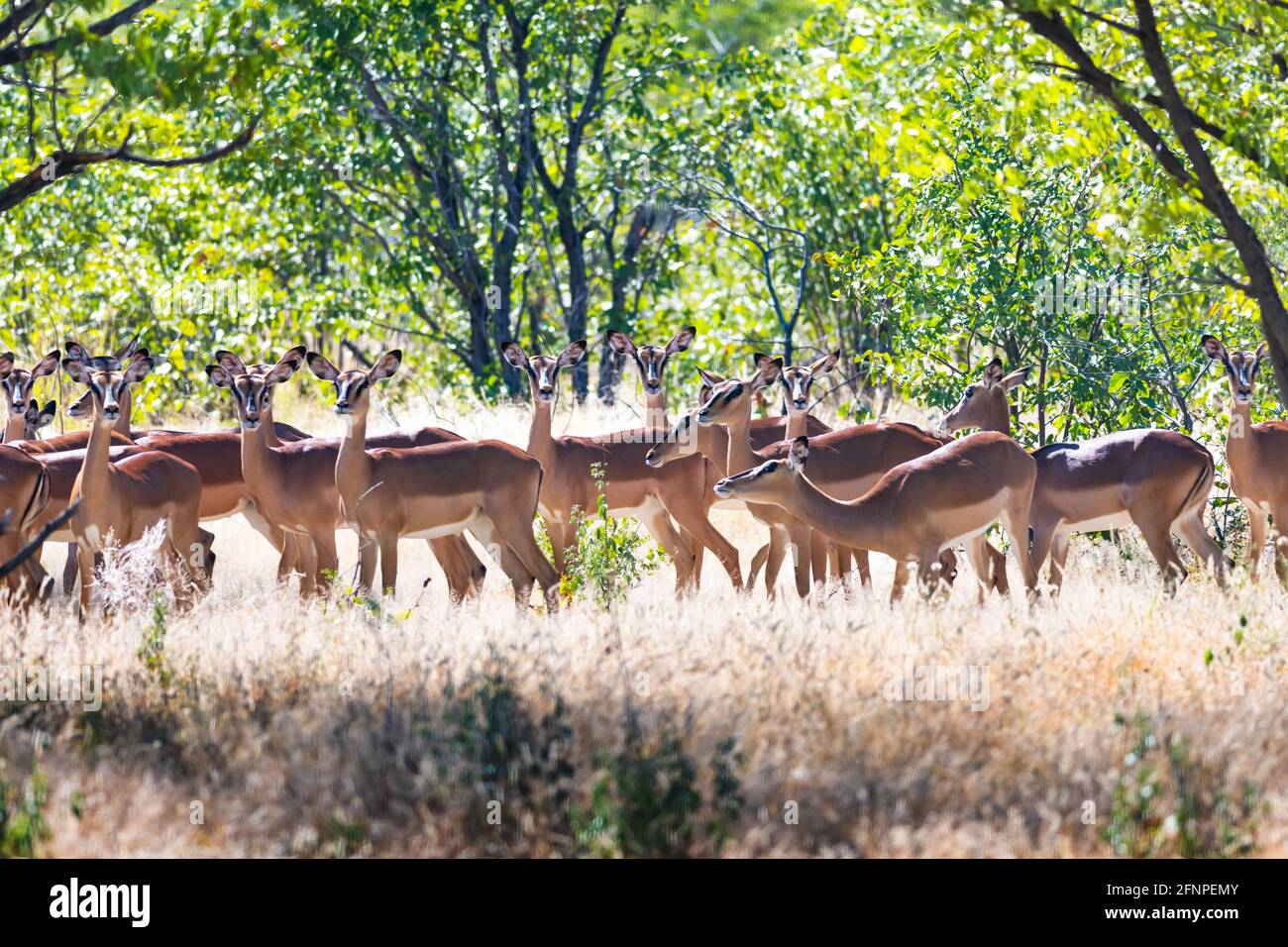 A herd of black-faced impala Stock Photo - Alamy
