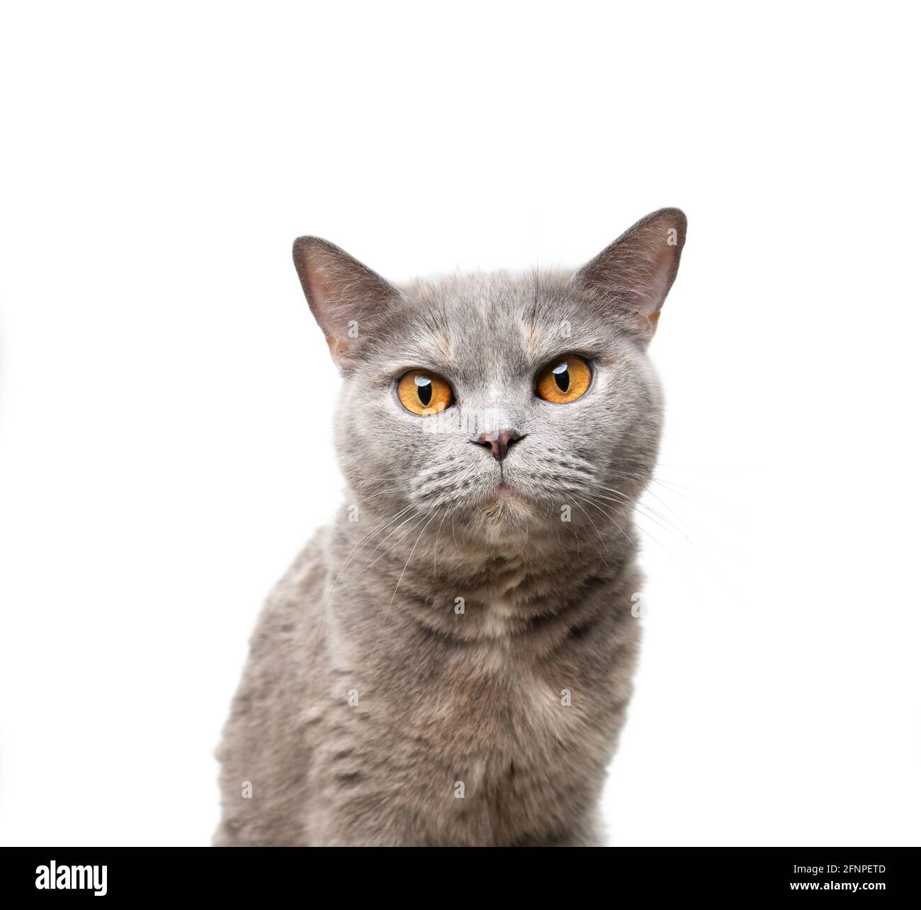 british shorthair tortoiseshell cat portrait on white background ...