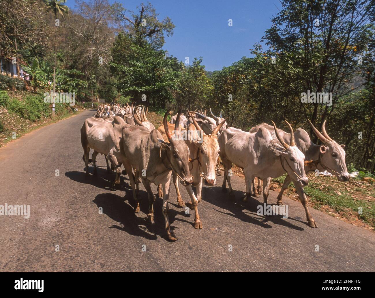 KERALA, INDIA - Cattle on road in Western Ghats mountains Stock Photo ...