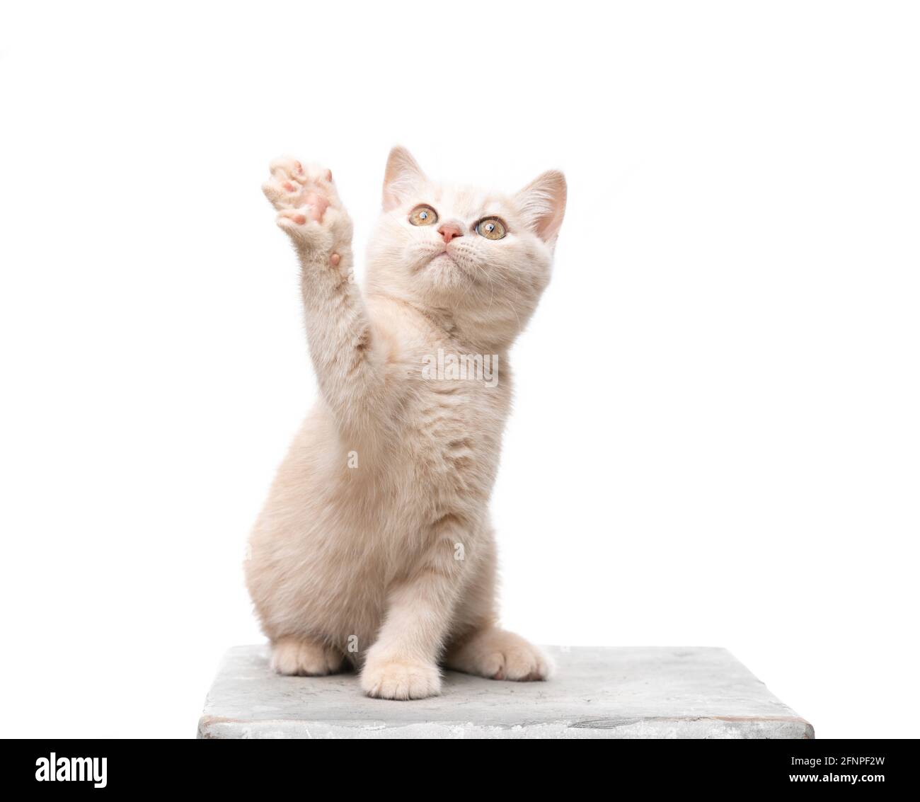 playful fawn colored british shorthair kitten standing on concrete ...