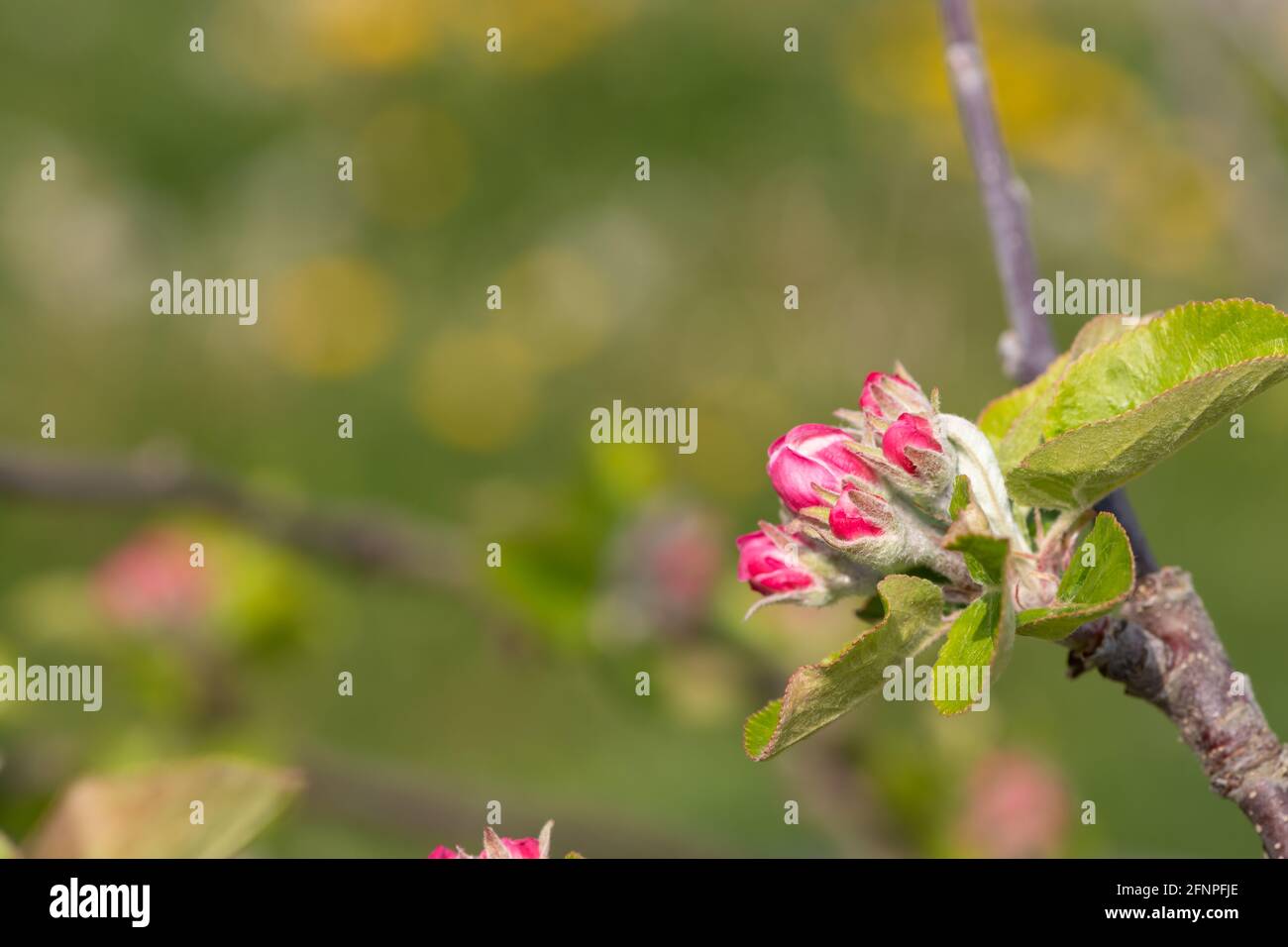 Macro shot of an apple branch at the pink bud growth stage Stock Photo ...
