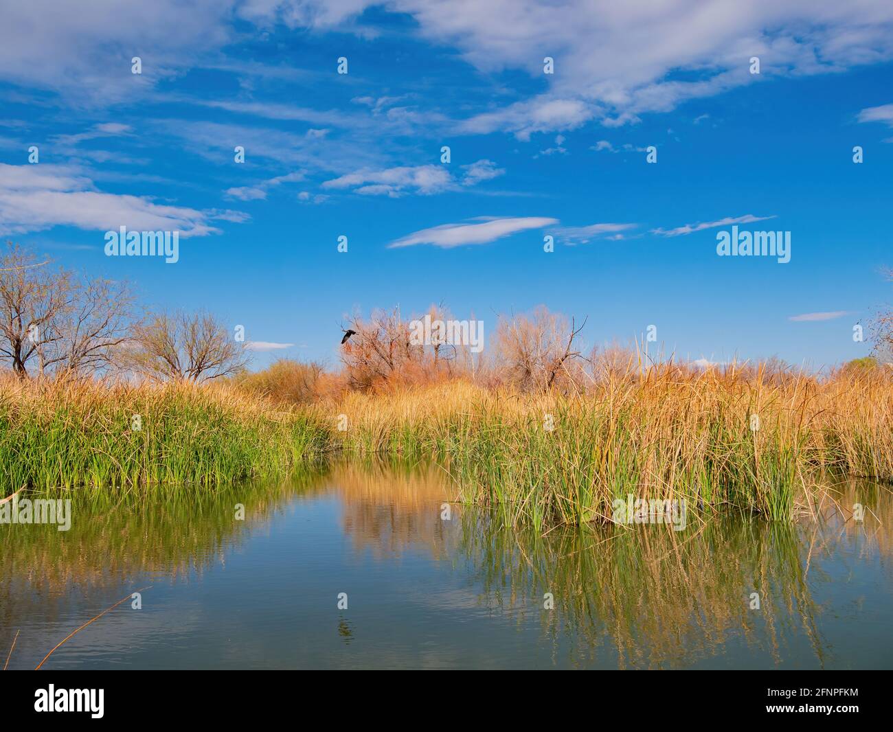 Sunny landscape of the Vern's Pond of wetlands park at Las Vegas ...