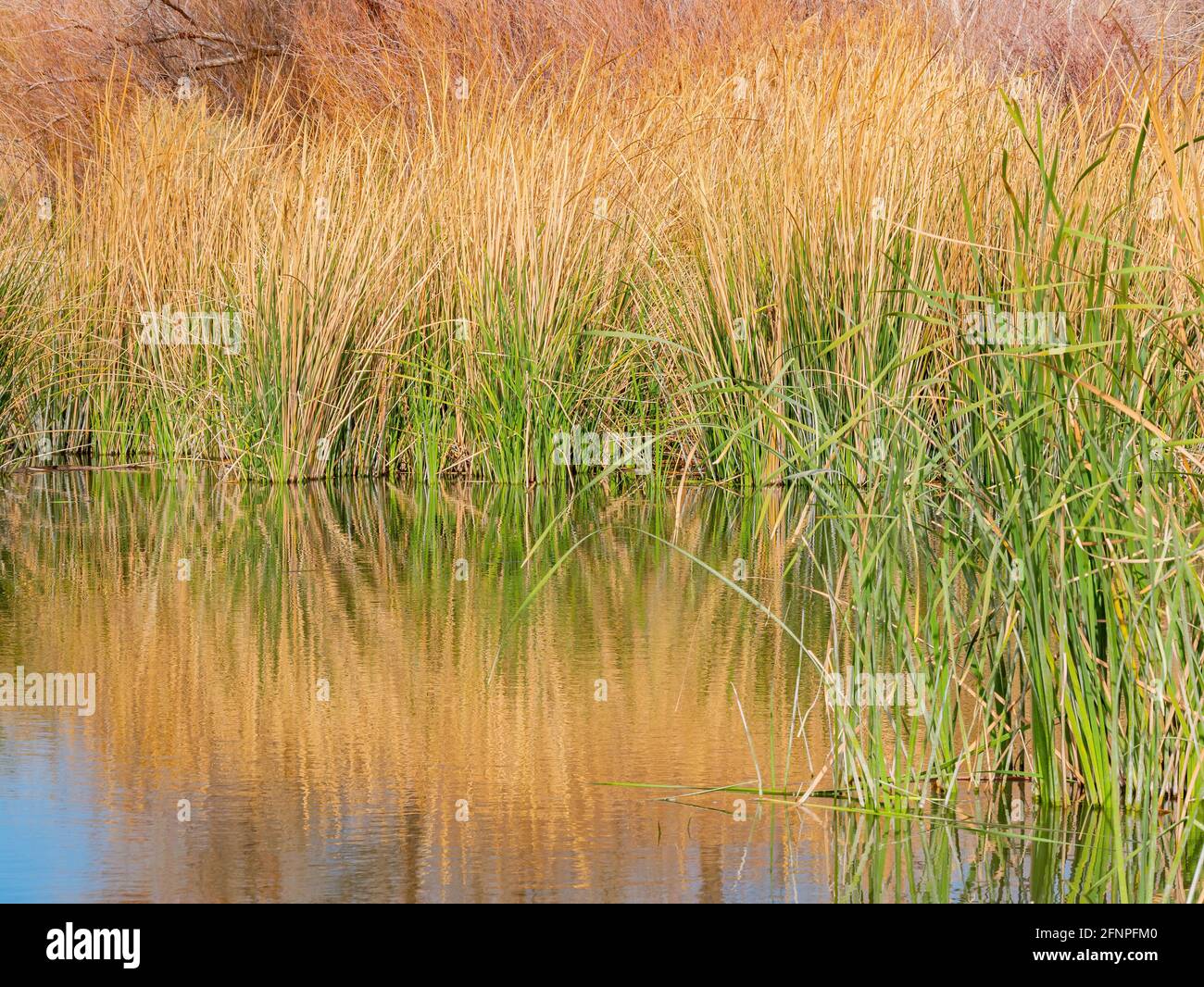 Verns pond hi-res stock photography and images - Alamy