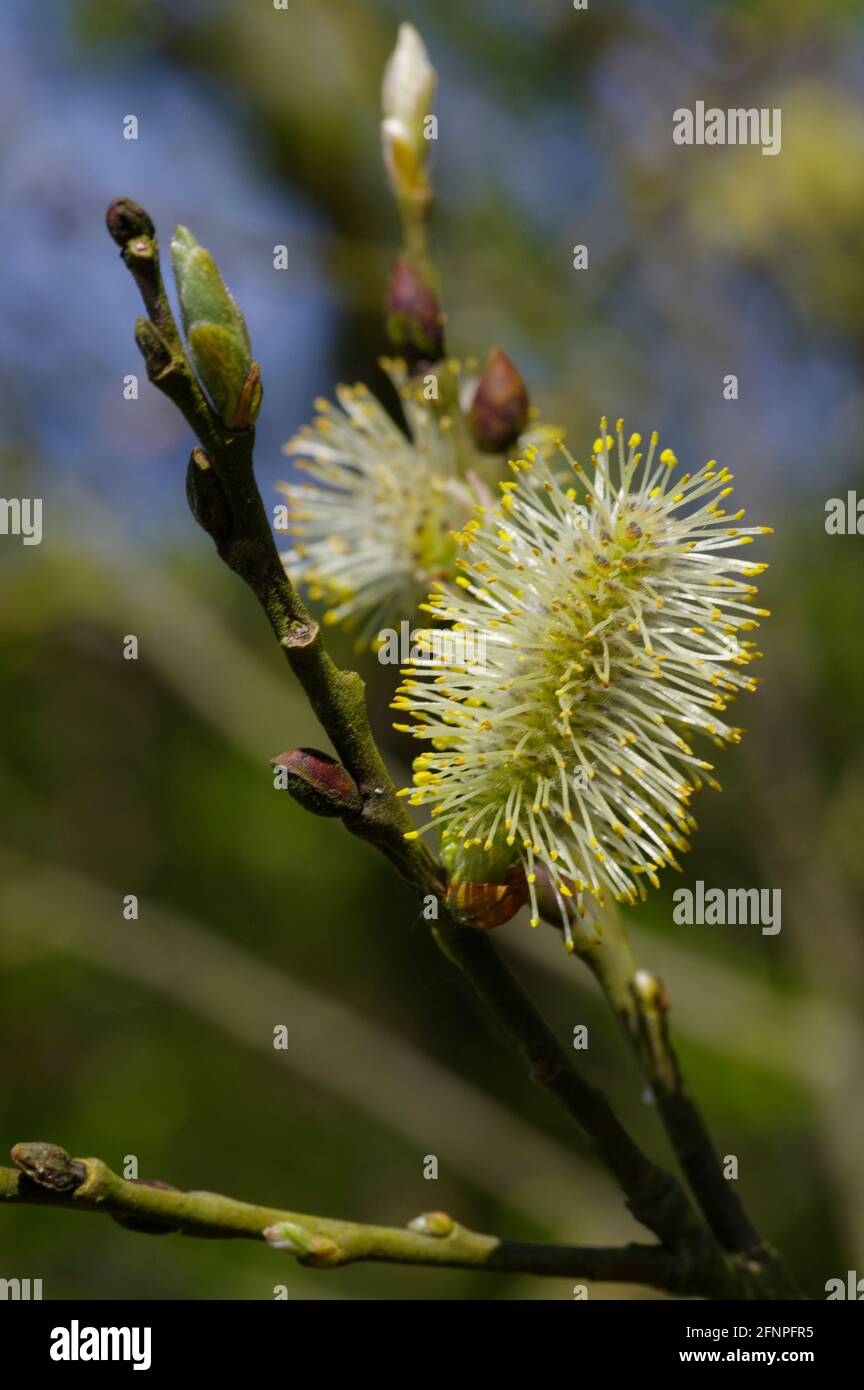 Willow catkin hi-res stock photography and images - Alamy