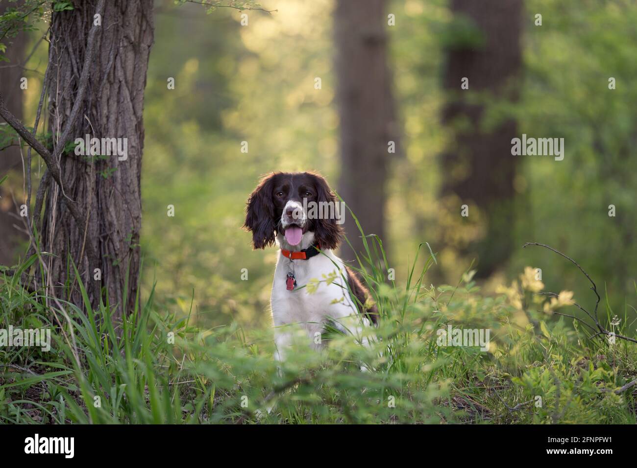 Liver and White English Springer Spaniel Sitting and Smiling in a ...