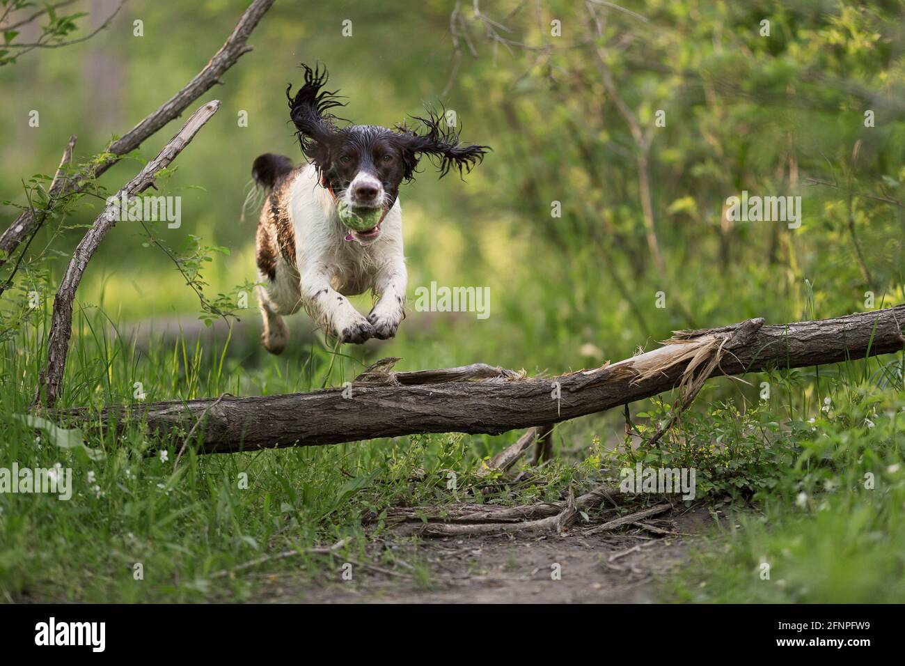 Liver and White English Springer Spaniel Jumping Over a Fallen Tree ...