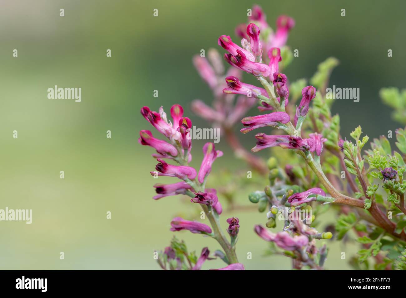 Macro shot of flowers on a common fumitory (fumaria officinalis) plant ...
