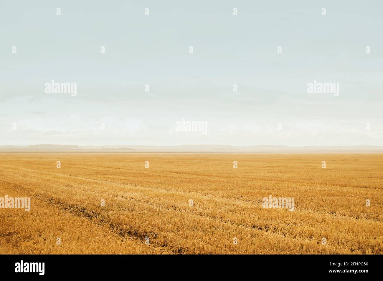 Field after harvest Stock Photo - Alamy