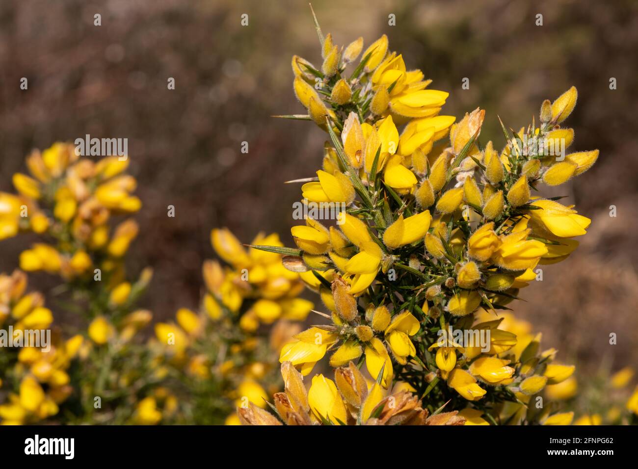 Ulex in bloom hi-res stock photography and images - Alamy